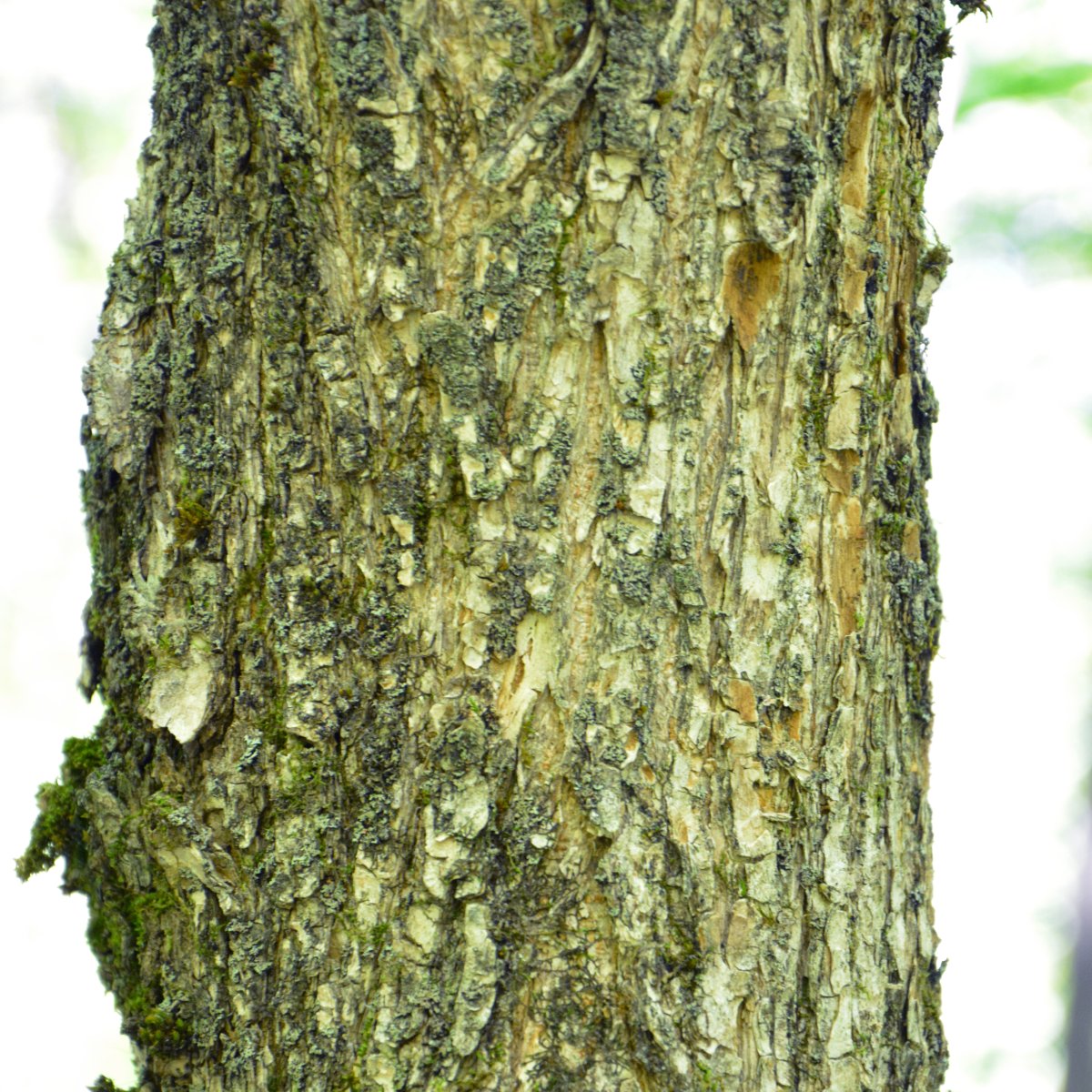 Orme d'Amérique | Association forestière du sud du Québec